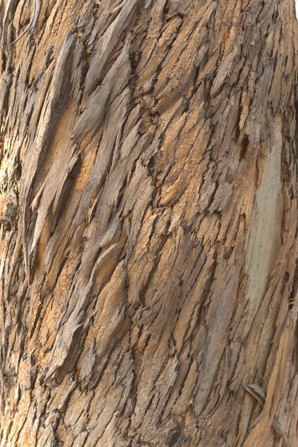 Close Up Texture of an Eucalyptus Tree Trunk Stock Image - Image of ...