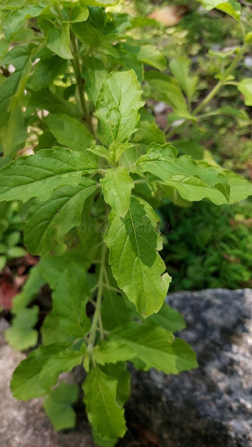 Close-up Shot of Thai Basil Trees in the Tropical Garden. Stock Image ...