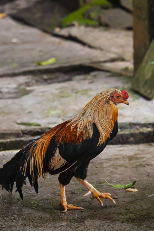 Close-up Shot of the Thai Rooster or Hen in the Farm. Stock Image ...
