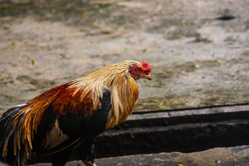 Close-up Shot of the Thai Rooster or Hen in the Farm. Stock Photo ...