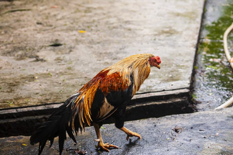 Close-up Shot of the Thai Rooster or Hen in the Farm. Stock Image ...