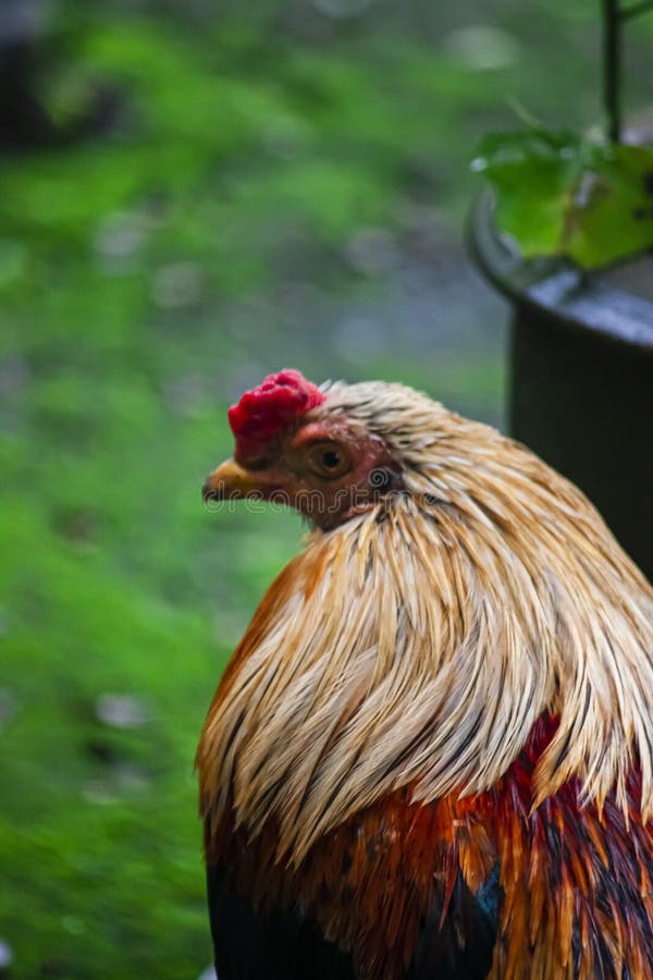 Close-up Shot of the Thai Rooster or Hen in the Farm. Stock Image ...