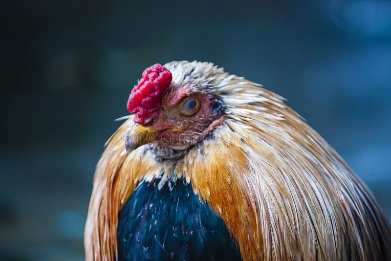 Close-up Shot of the Thai Rooster or Hen in the Farm. Stock Photo ...