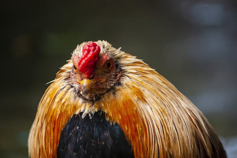 Close-up Shot of the Thai Rooster or Hen in the Farm. Stock Photo ...