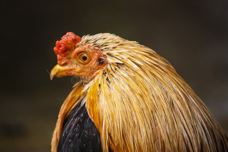Close-up Shot of the Thai Rooster or Hen in the Farm. Stock Photo ...
