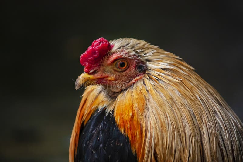 Close-up Shot of the Thai Rooster or Hen in the Farm. Stock Image ...