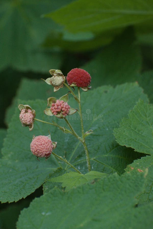 Close-up Shot of Thimbleberry Rubus Parviflorus Ripening in the Forest ...