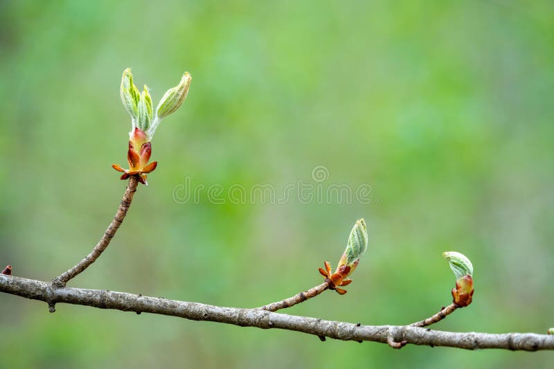 Close-up Shot of a Thin Tree Branch with New Growth of Green Leaves ...