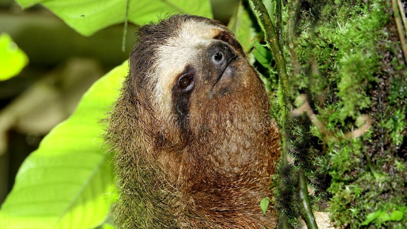Close Up Shot of a Three-toed Sloth Stock Image - Image of face, nature ...