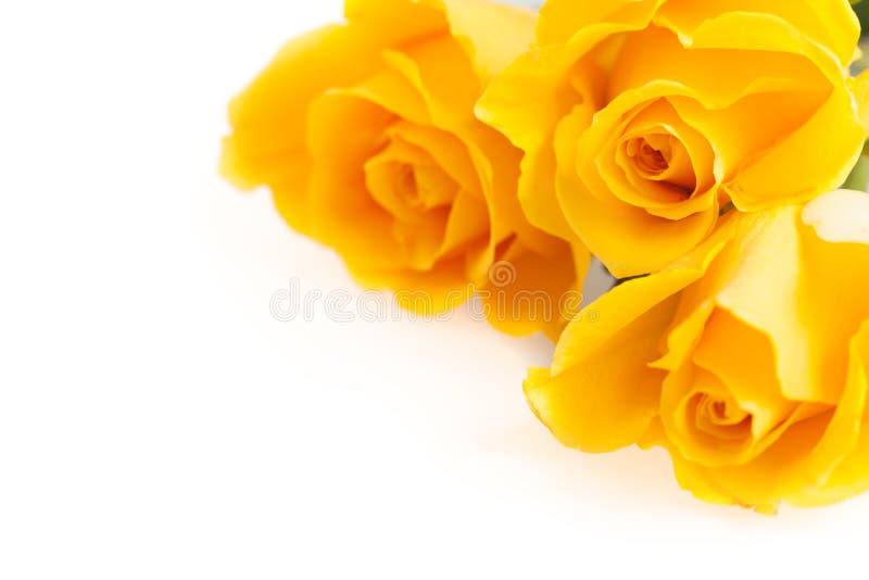 Three Yellow Roses stock photo. Image of studio, horizontal - 29945568