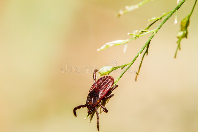 Close-up Shot of a Tick on a Plant Stock Image - Image of closeup ...