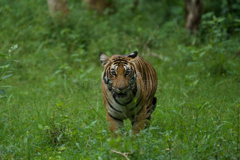 Close-up Shot of a Tiger in a Jungle Stock Image - Image of daytime ...