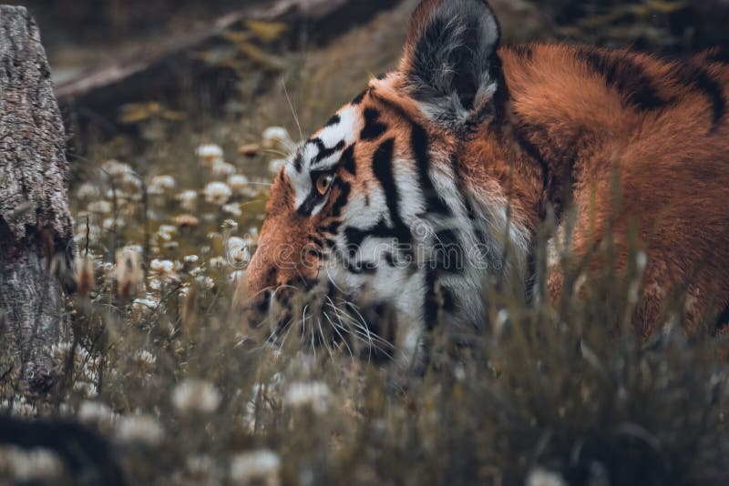 Close-up Shot of a Tiger& X27;s Head Hiding in the Grass Stock Photo ...