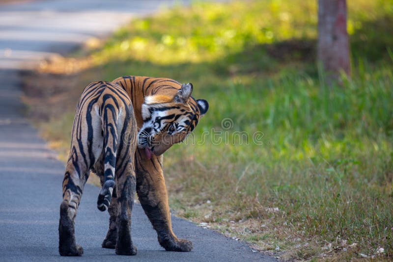 Close Up Shot of a Tiger Standing on the Road and Scratching Itself ...