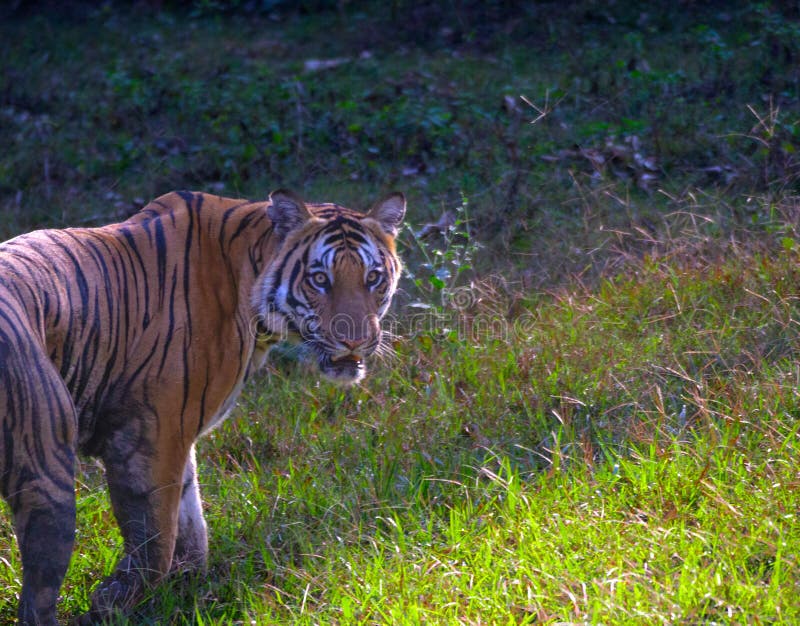 Close Up Shot of a Tiger Standing and Turning Towards the Visitors ...