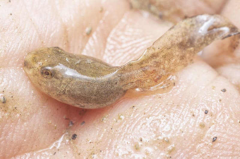 Close Up Shot of Tiny Tadpole in the Palm of the Hand. Stock Image ...