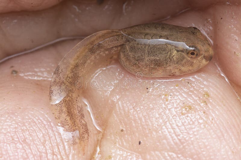 Close Up Shot of Tiny Tadpole in the Palm of the Hand. Stock Image ...