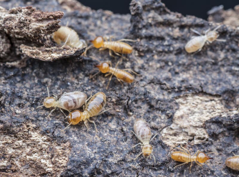 Lots of Tiny Termites on the Dried or Dead Tree Bark Stock Image ...