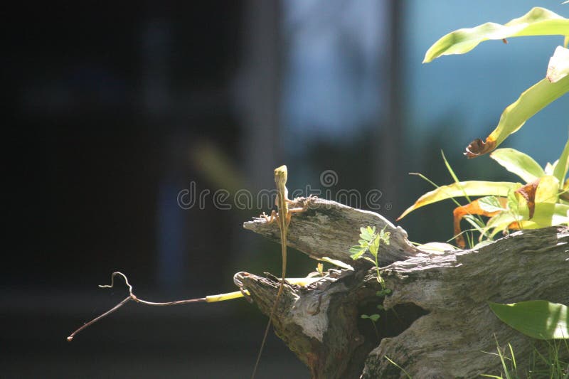 A Lizard Hanging on Metal Fence Stock Image - Image of creature ...