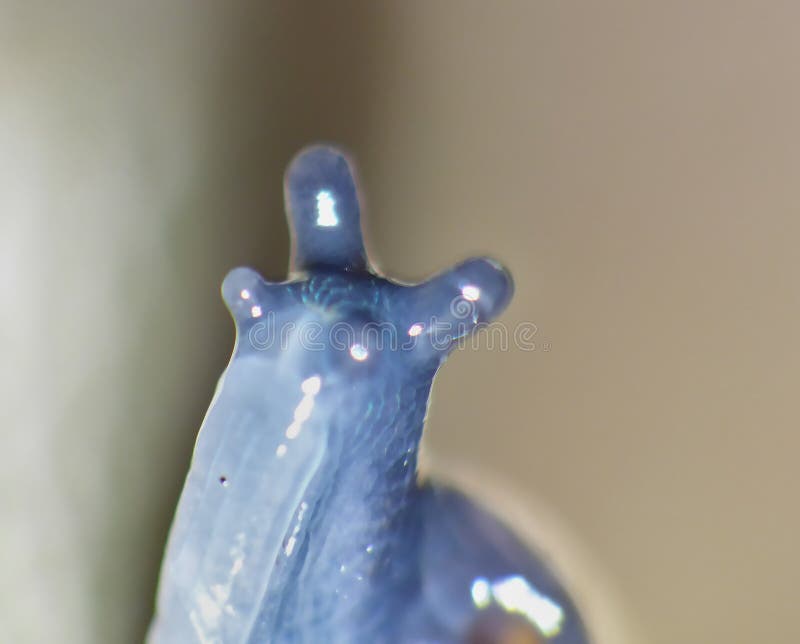 Macro Shot of Tiny Blue Snail Stock Photo - Image of closeup, growth ...
