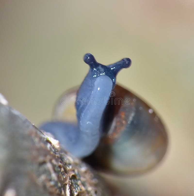 Macro Shot of Tiny Blue Snail Stock Image - Image of leaf, growth ...