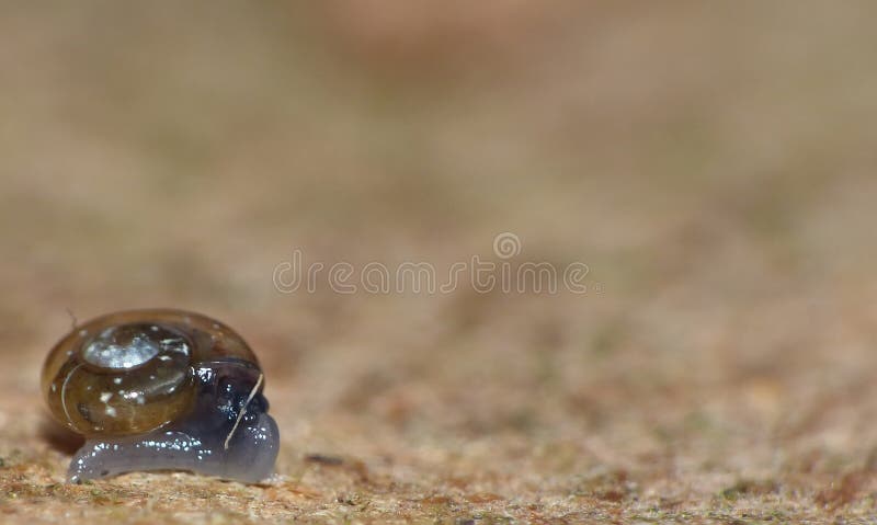 Macro Shot of Tiny Blue Snail Stock Image - Image of grass, growth ...
