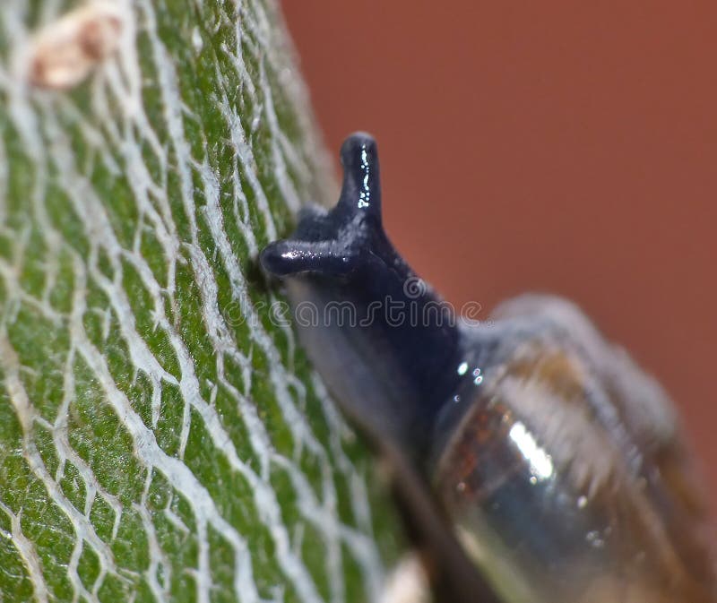 Macro Shot of Tiny Blue Snail Stock Photo - Image of garden, dalad ...