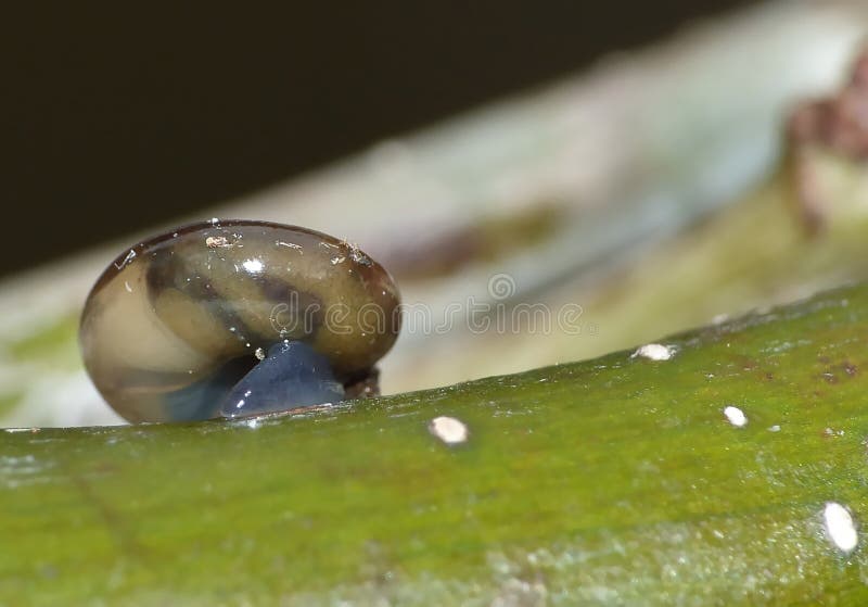 Macro Shot of Tiny Blue Snail Stock Image - Image of gardens, closeup ...