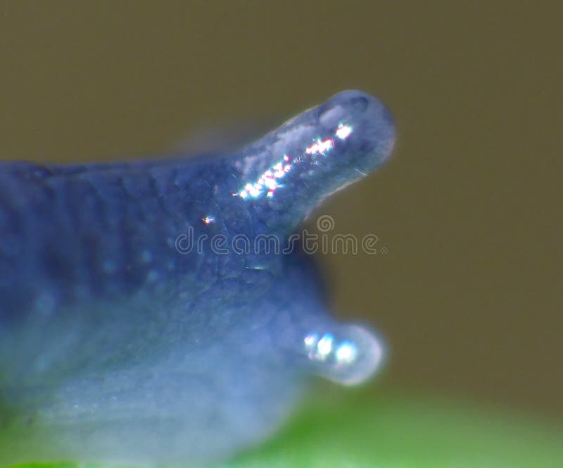 Macro Shot of Tiny Blue Snail Stock Image - Image of motion, gardens ...