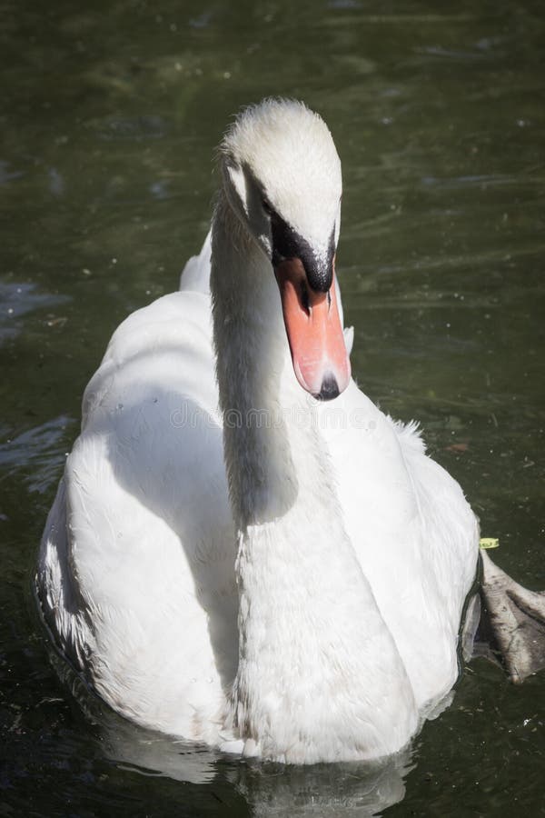 A Close Up Shot To a Monkey Stock Image - Image of goose, swimming ...