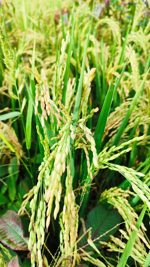 Close Up Shot To the Paddy Plants Stock Photo - Image of agriculture ...