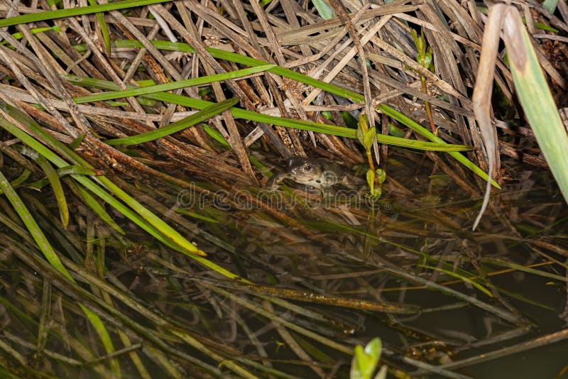 Close Up Shot of the Toad in Highland Experimental Farm, National ...