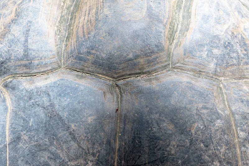 A Close-up Shot of a Tortoise Shell, Showcasing Its Unique Texture ...
