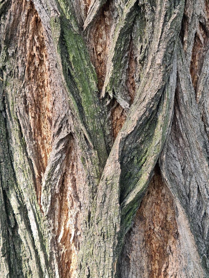 Close Up Shot of a Tree Bark Stock Image - Image of history, pattern ...