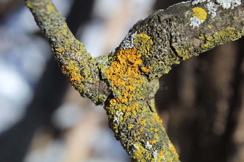 Close-up Shot of a Tree Branch Covered in Mold. Stock Image - Image of ...
