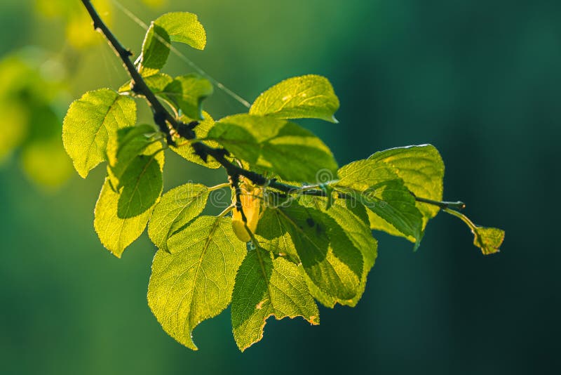 Close-up Shot of a Tree Branch Leaves in a Daytime. Stock Image - Image ...