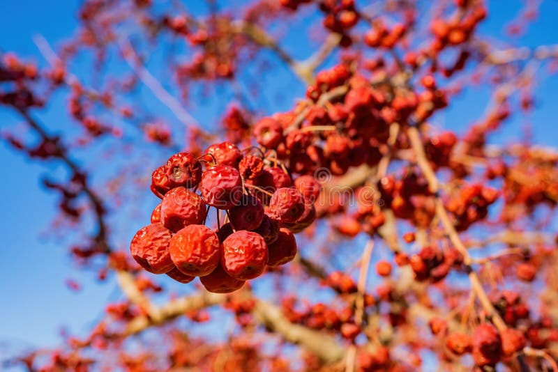 Close Up Shot of a Tree Hanging Many Dried Red Berries Stock Photo ...