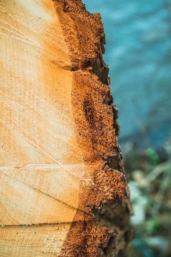 Close Up Shot of Tree Log with Bark Stock Image - Image of shot, bark ...
