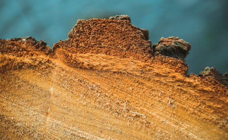 Close Up Shot of Tree Log with Bark Stock Image - Image of shot, bark ...