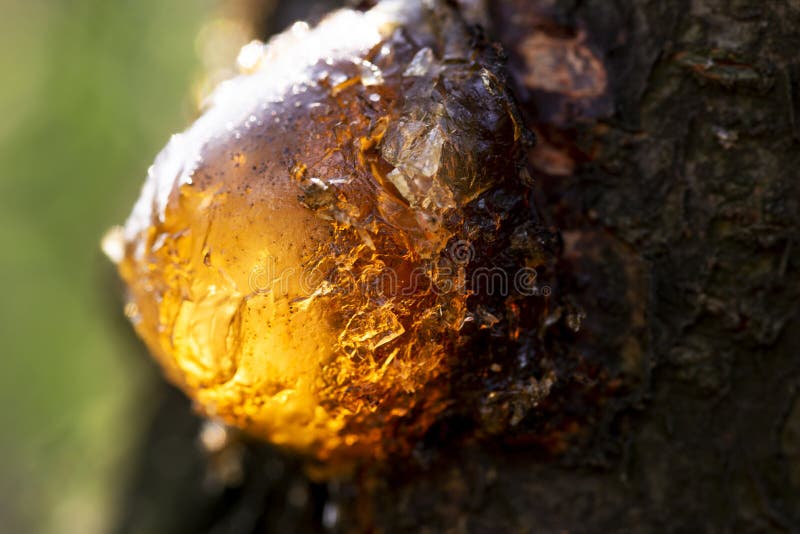 Close Up Shot of Tree Resin Stock Photo - Image of nature, orange ...