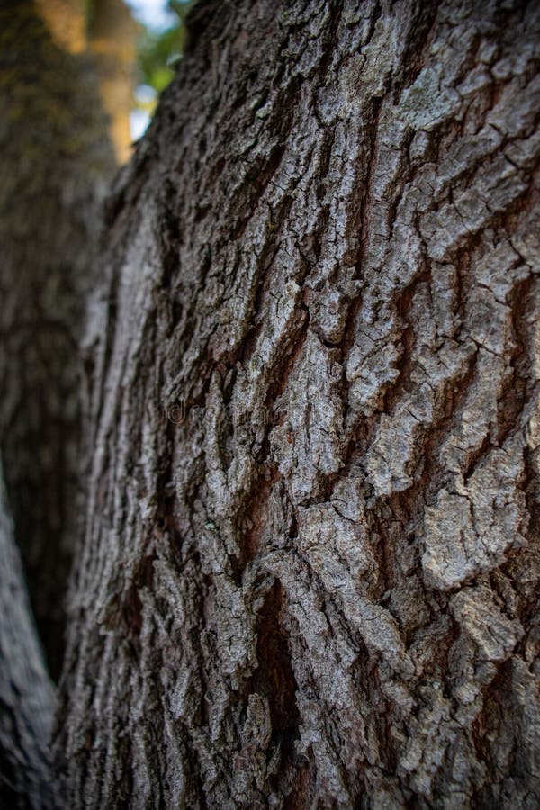 There is a Close Up Shot of the Bark on the Tree Stock Photo - Image of ...