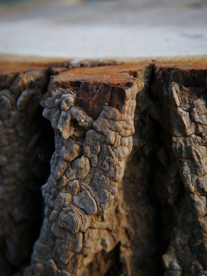 A Close-up Shot of a Tree Stump Stock Image - Image of close, shot ...