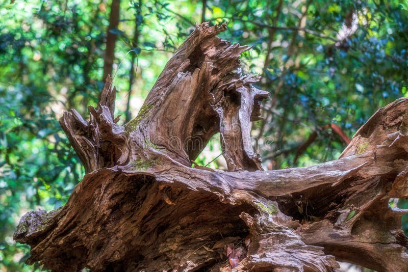 Close-up Shot of a Tree Stump in a Forest Stock Photo - Image of ...