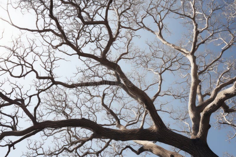 A Close-up Shot of a Tree Trunk without Any Leaves Stock Image - Image ...
