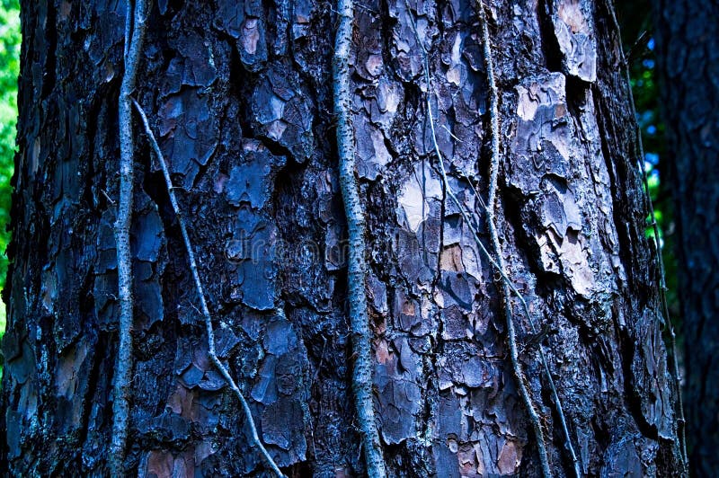 Close Up Shot of a Tree Trunk with Vines Stock Image - Image of ...