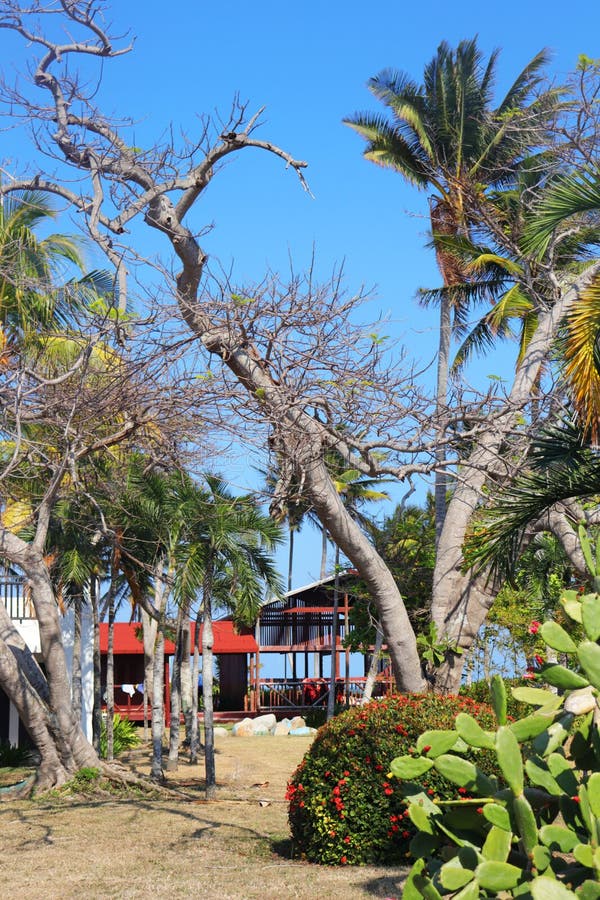 Close Up Shot of the Trees in the Tropical Village. Nature Stock Image ...