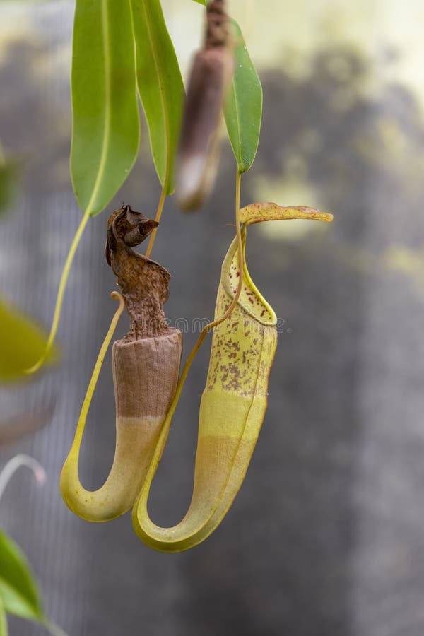 Close Up Shot of Tropical Fly Catching Flower Stock Photo - Image of ...