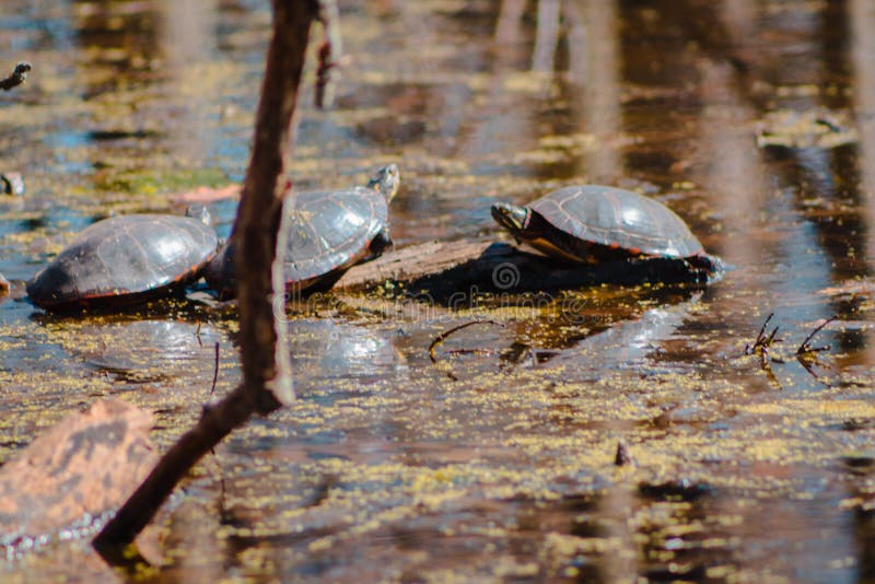 Turtle Climbing Up the Steps Stock Image - Image of green, hermanni ...