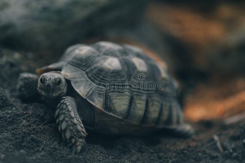 Close Up Shot of Turtle on Ground Stock Image - Image of nature, rough ...