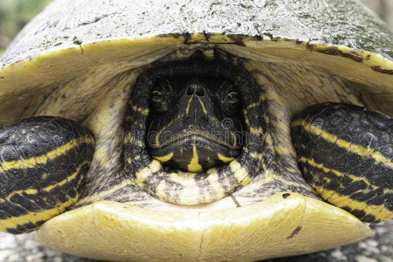 Close-up Shot of a Turtle Looking Directly into the Camera Stock Image ...